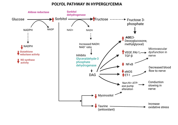 Unraveling the Pathogenic Mechanisms of Diabetic Distal Symmetric ...